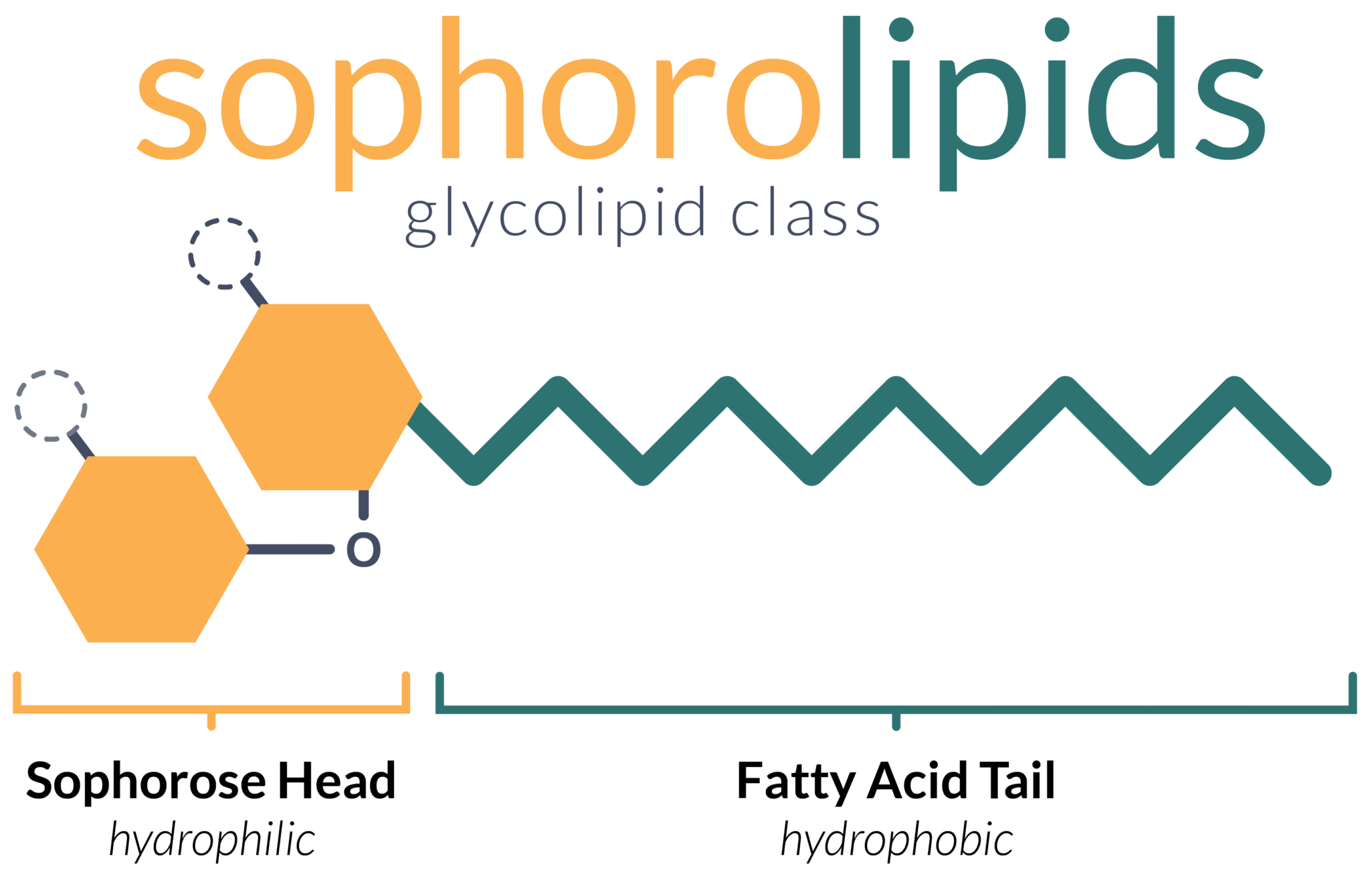 Dispersa | Sophorolipides : Une classe prometteuse de biosurfactants verts